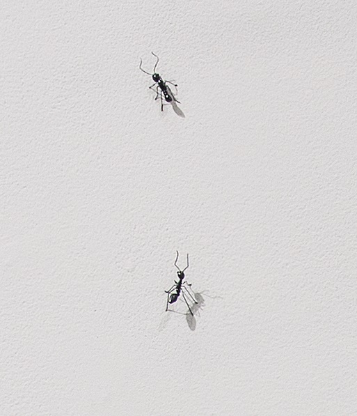 Ants - Museum for Art in Wood